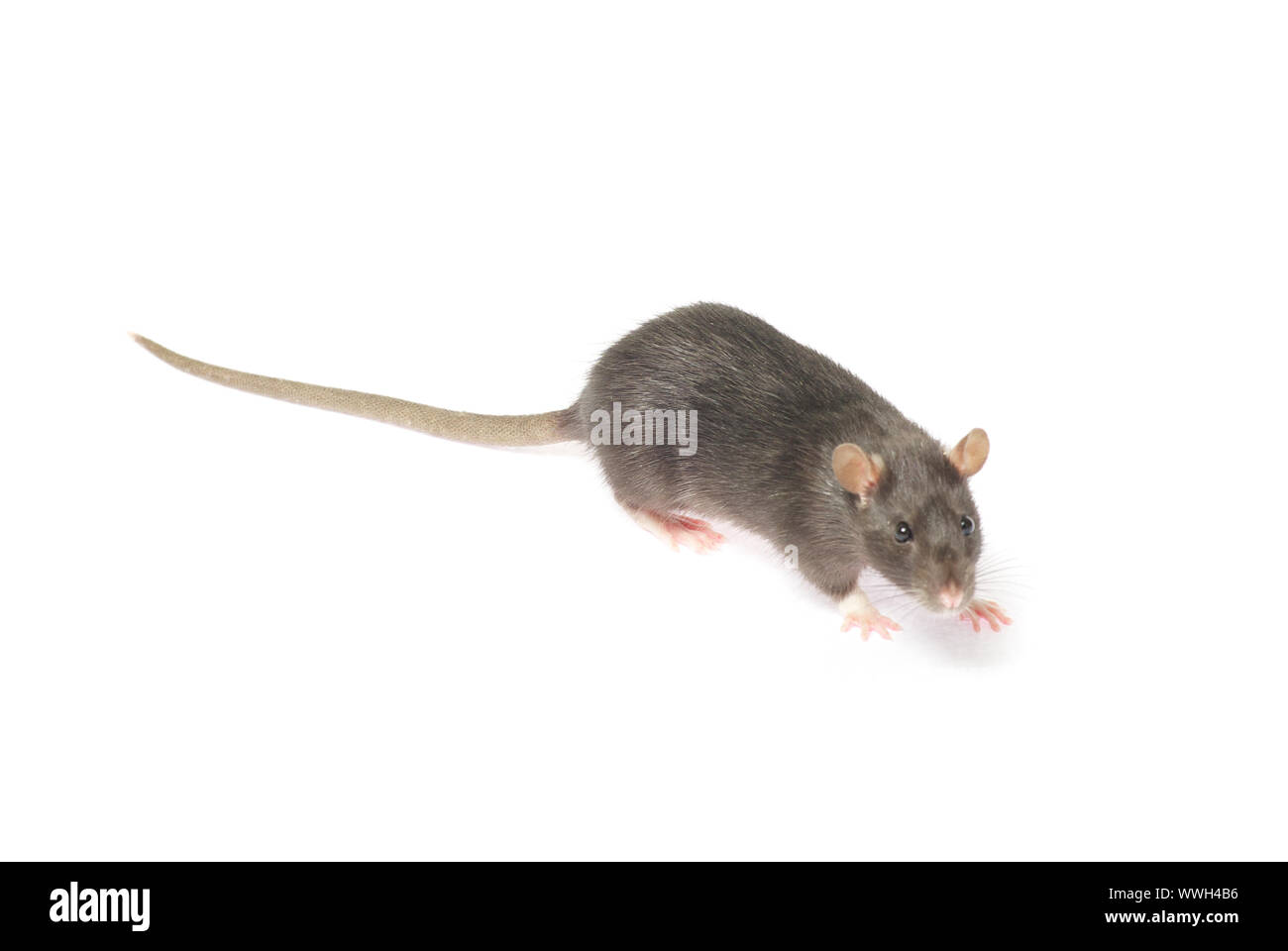 funny rat isolated on white background Stock Photo - Alamy