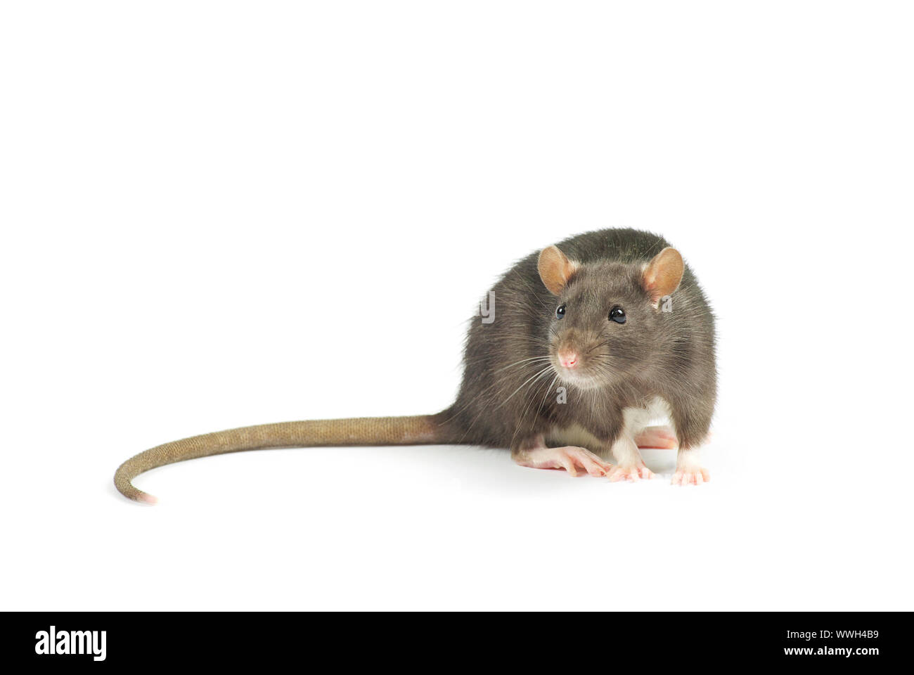 funny rat isolated on white background Stock Photo - Alamy