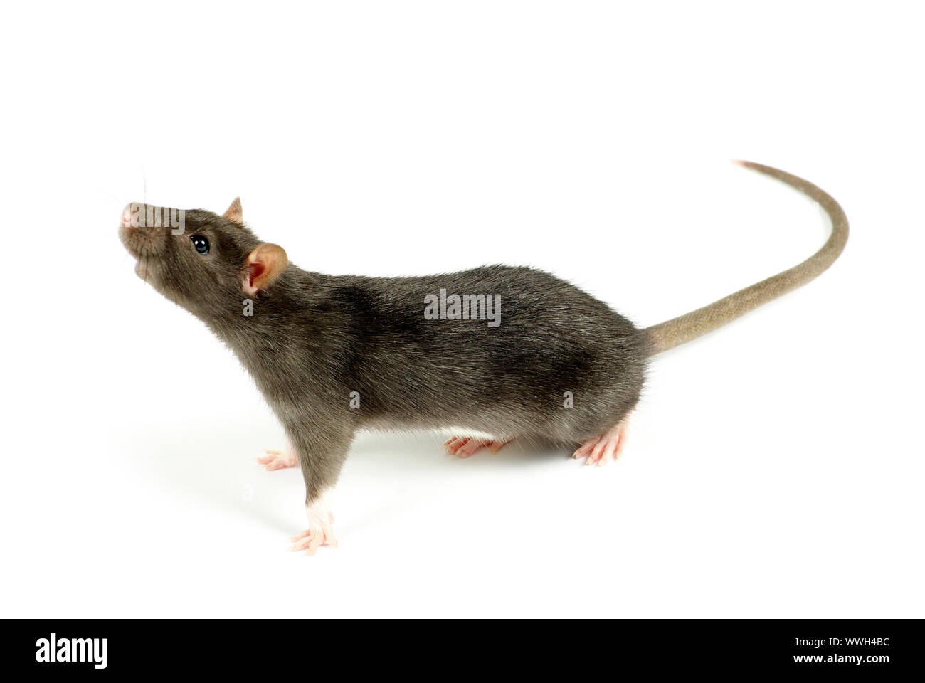 funny rat isolated on white background Stock Photo - Alamy