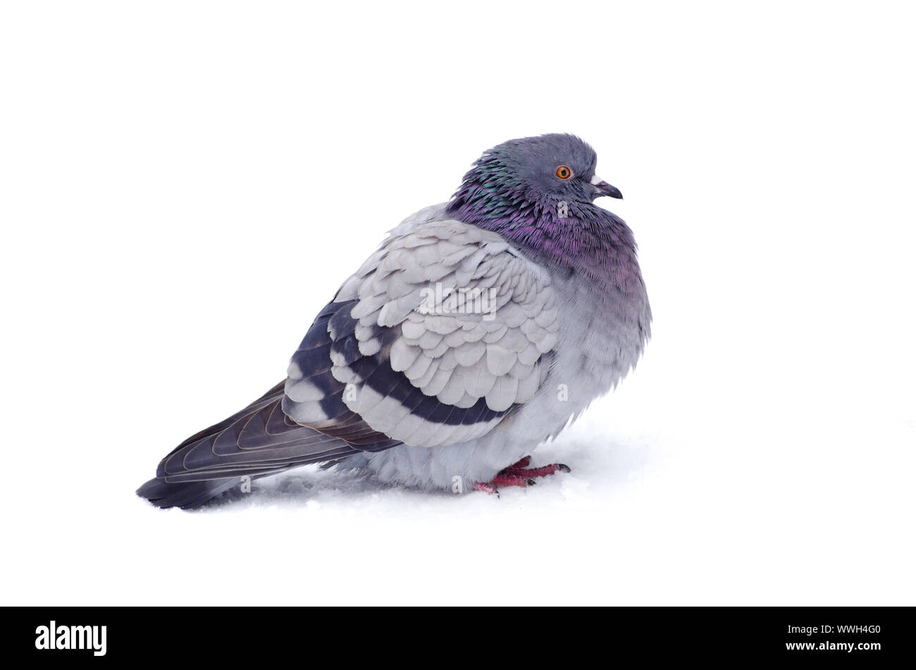 One gray pigeon isolated on white background Stock Photo - Alamy