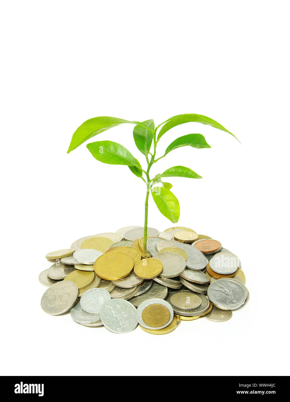 plant in coins isolated on white background Stock Photo - Alamy