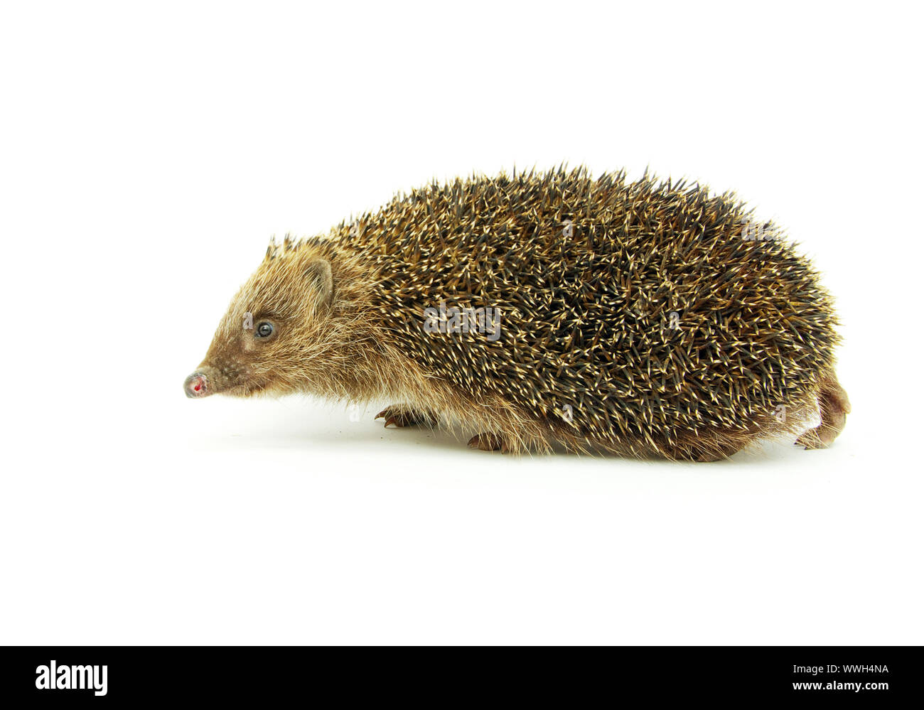 Hairy hedgehog Cut Out Stock Images & Pictures - Alamy