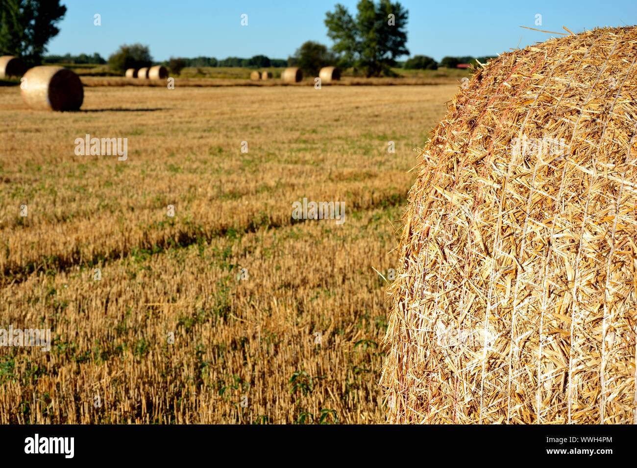 bales in a field of straw Stock Photo - Alamy