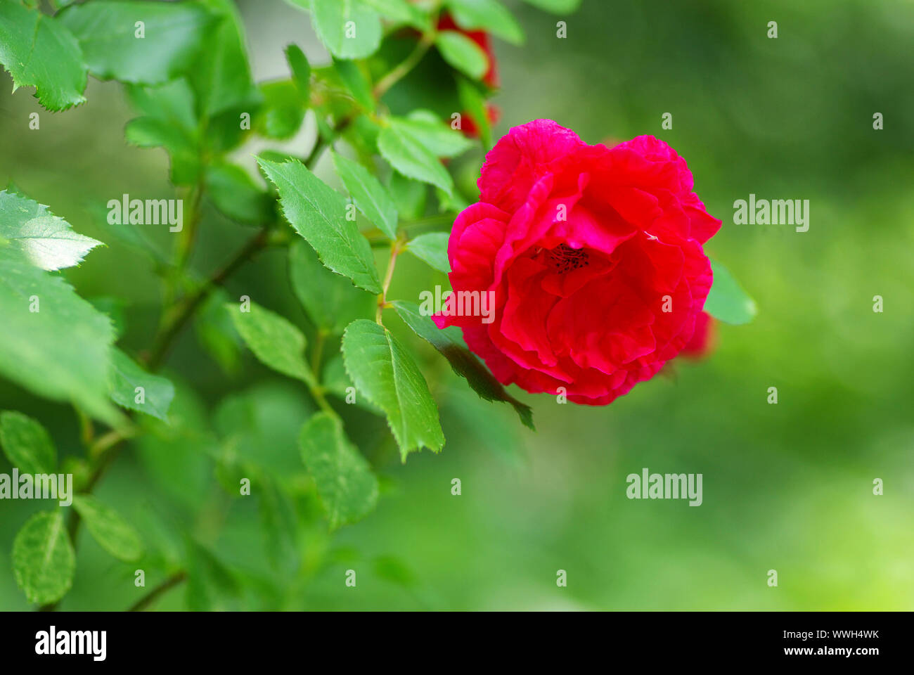 a close-up of a red rose Stock Photo - Alamy