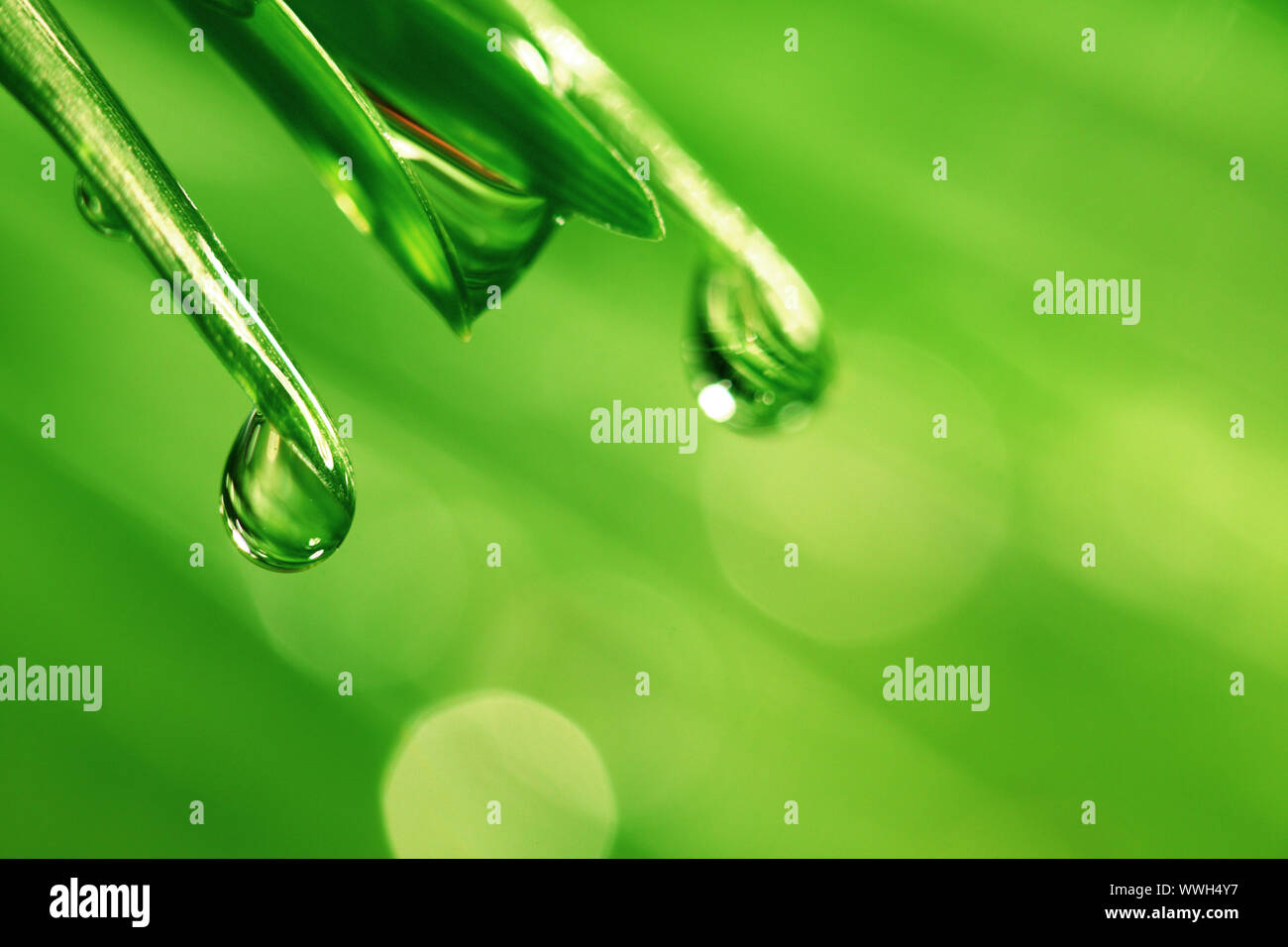 big water drop on grass blade Stock Photo - Alamy