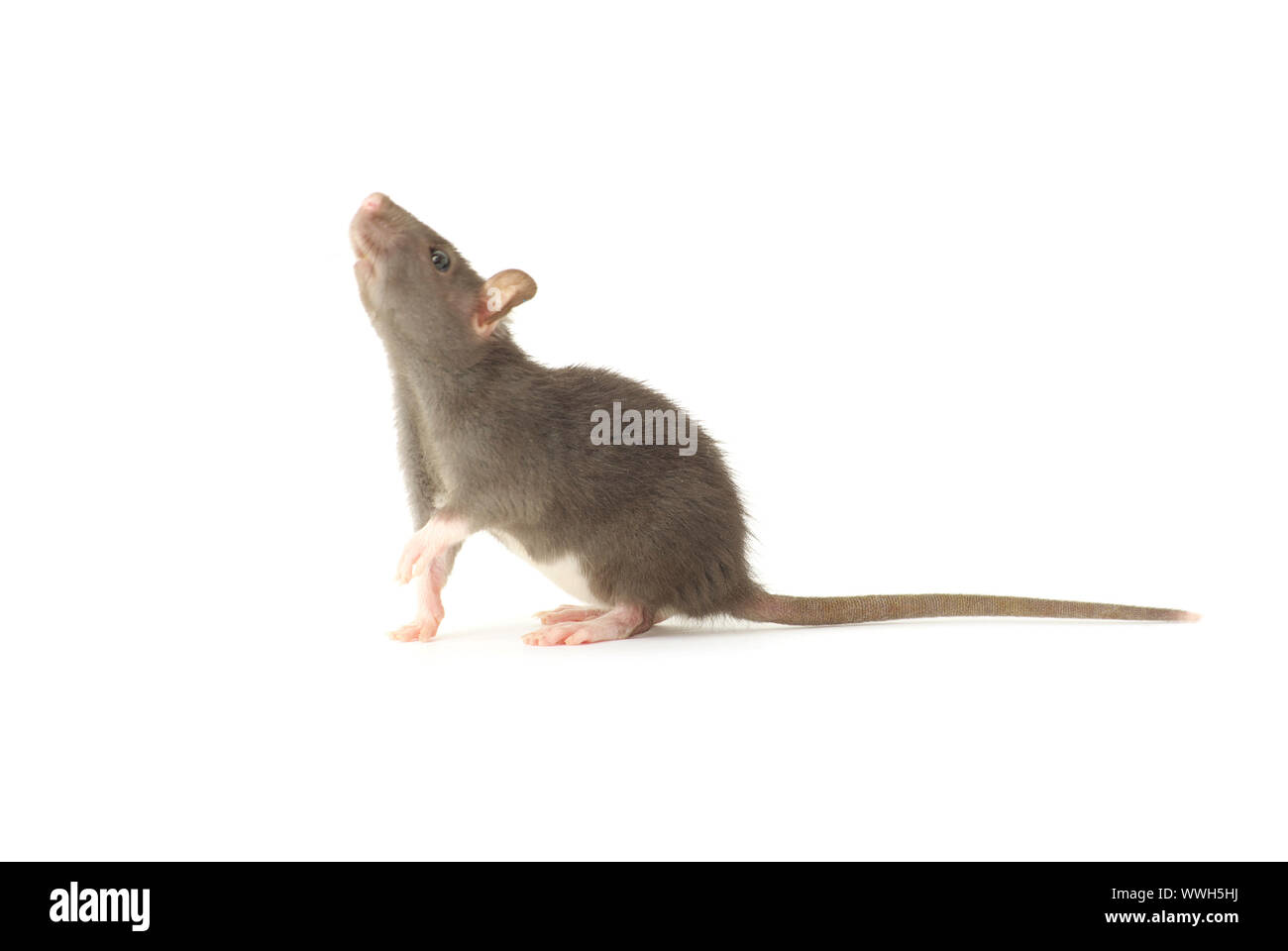 funny rat isolated on white background Stock Photo - Alamy