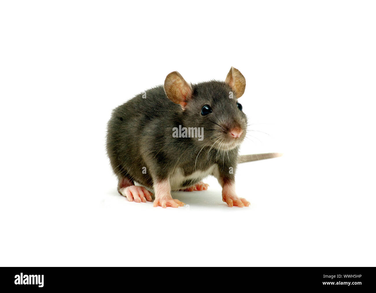 funny rat isolated on white background Stock Photo - Alamy