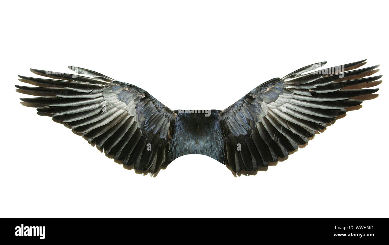 bird wings isolated on a white Stock Photo - Alamy