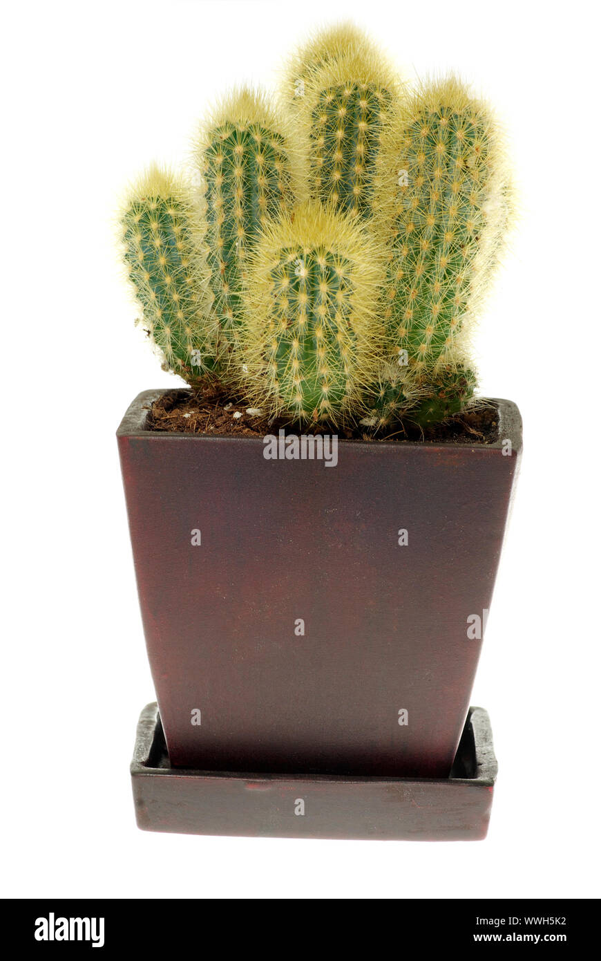 cactus isolated over white background Stock Photo - Alamy