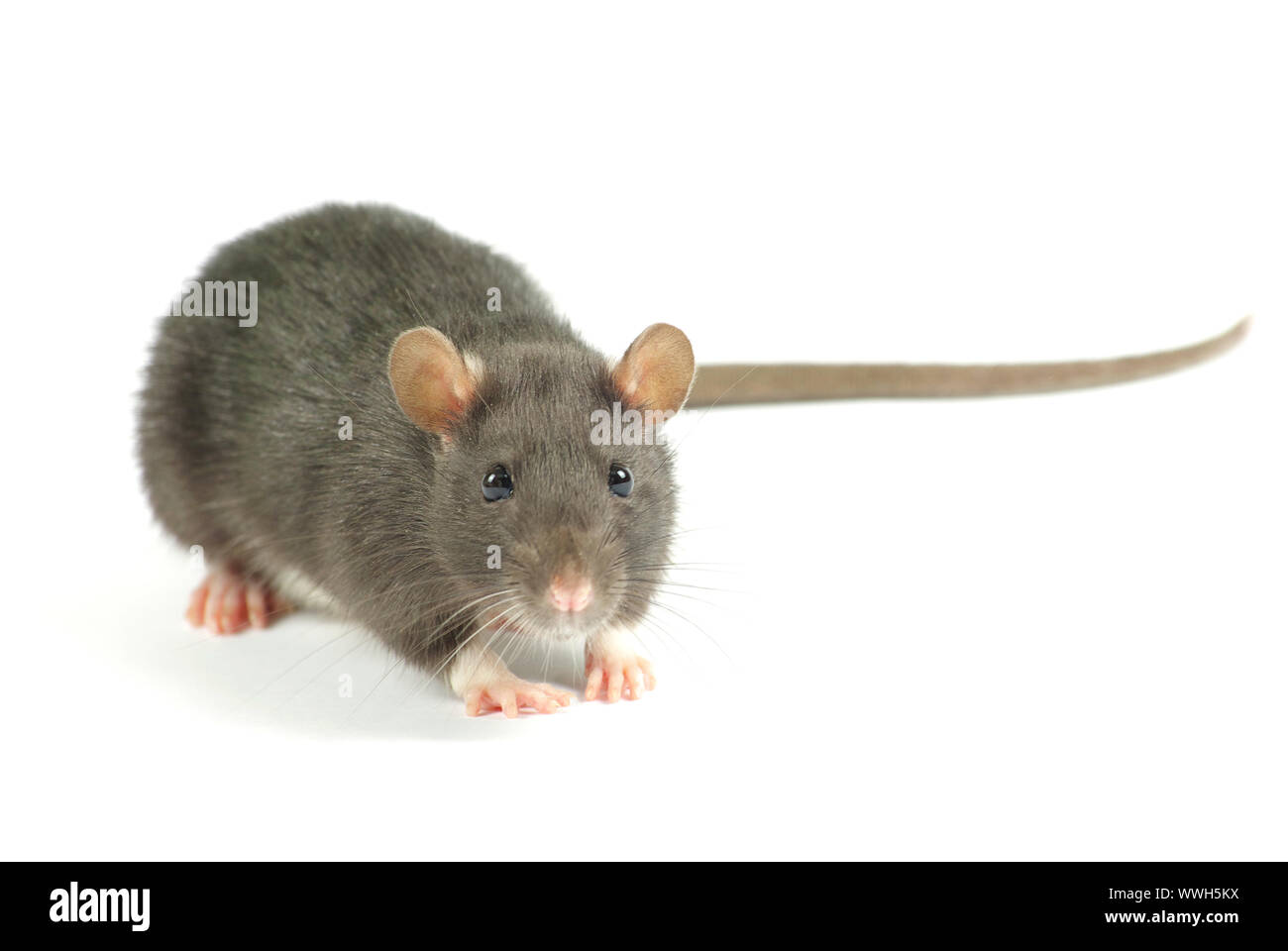 funny rat isolated on white background Stock Photo - Alamy