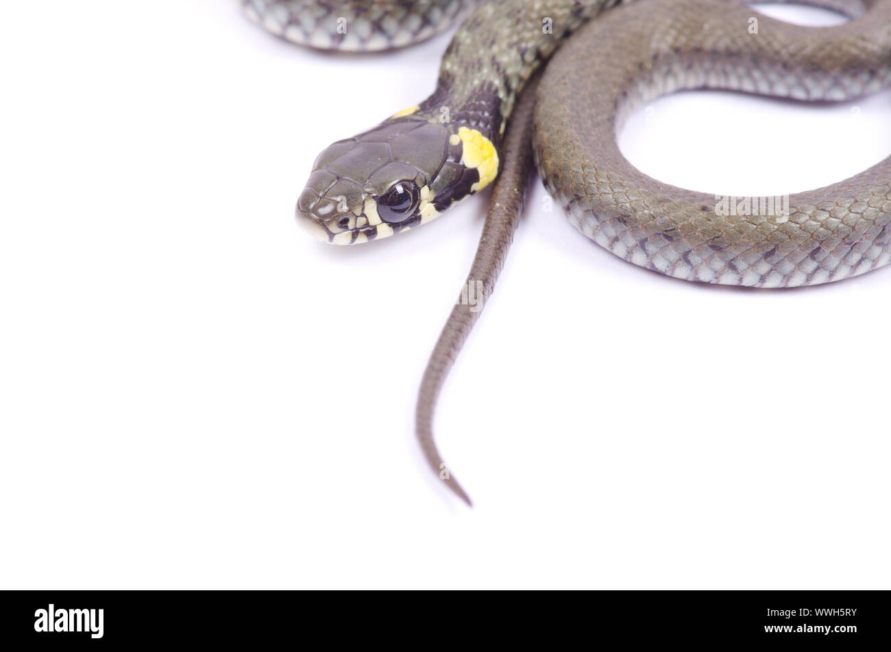 snake isolated on white background Stock Photo - Alamy