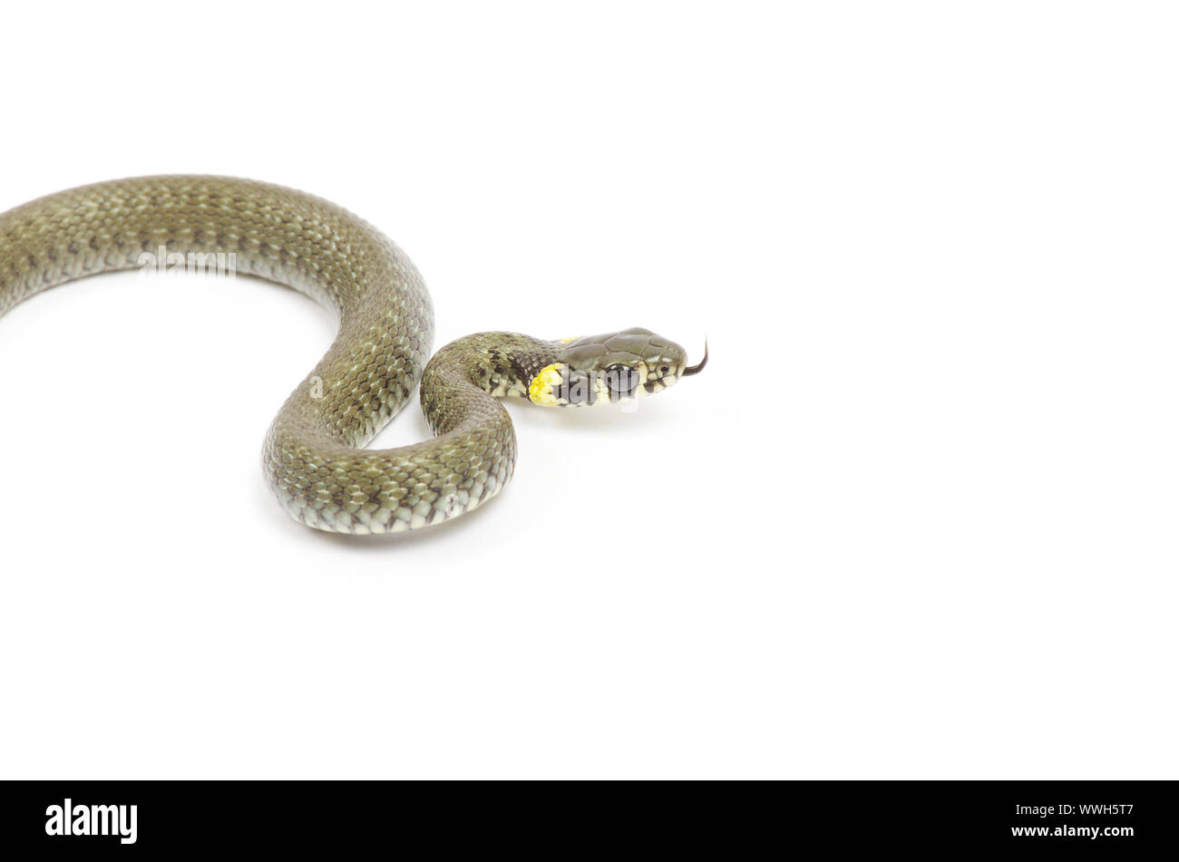 snake isolated on white background Stock Photo - Alamy