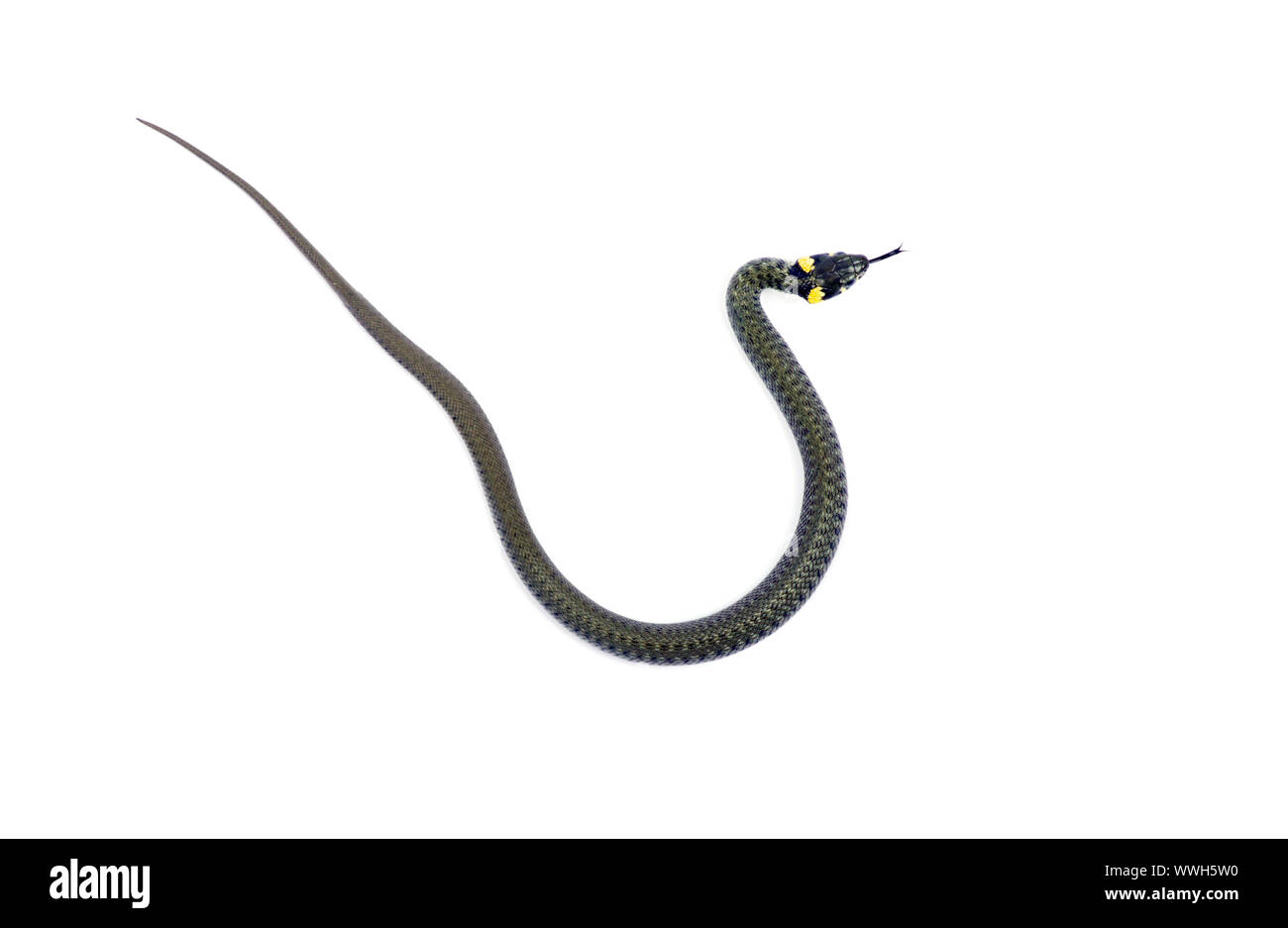 snake isolated on white background Stock Photo - Alamy