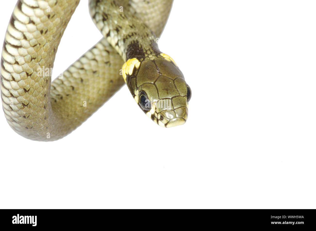 snake isolated on white background Stock Photo - Alamy