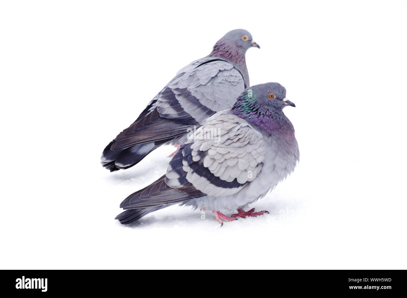 Wing pigeons Cut Out Stock Images & Pictures - Alamy