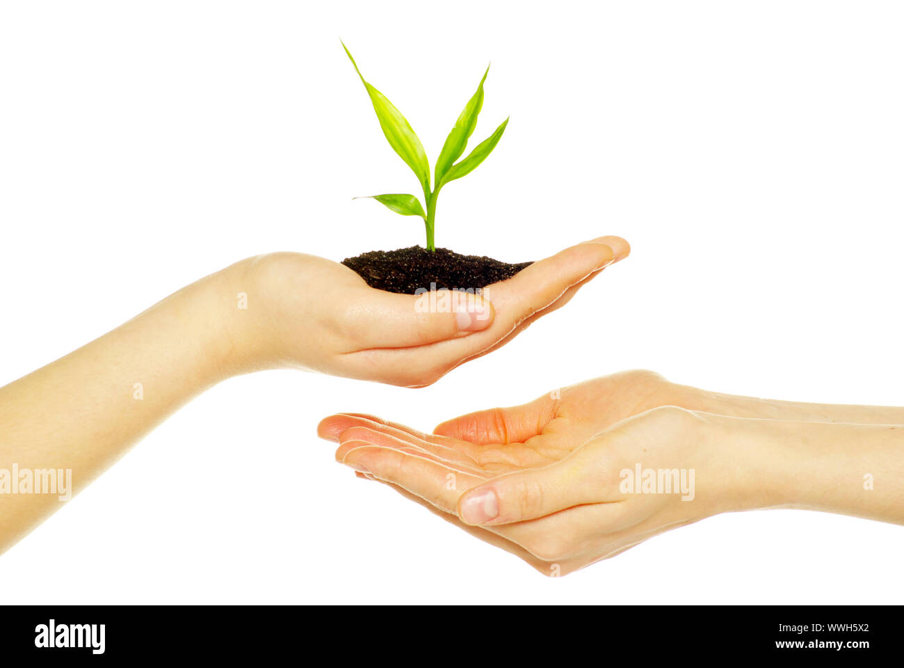 Hands holding sapling in soil on white Stock Photo - Alamy