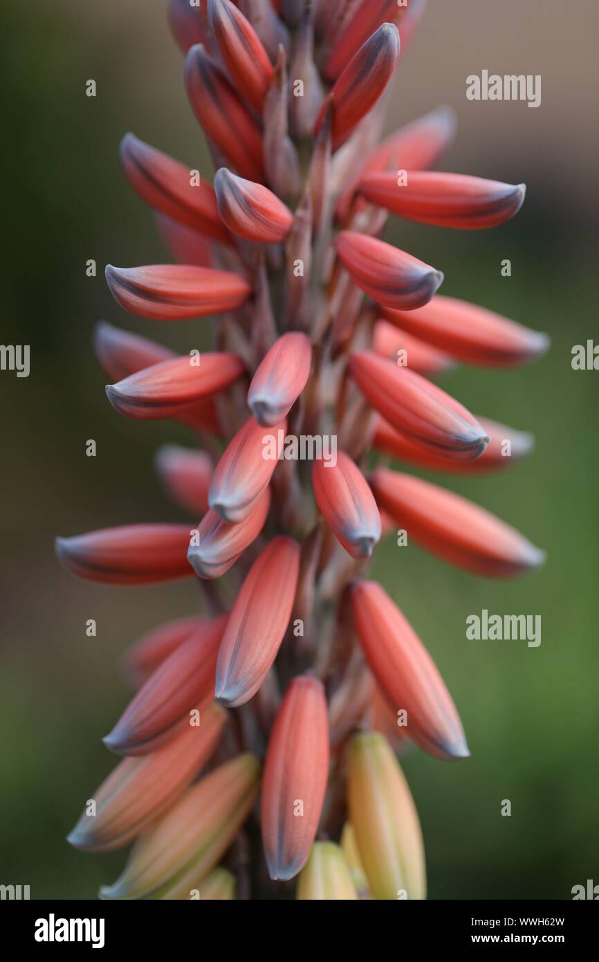 flower macro closeup sharp flora Stock Photo - Alamy