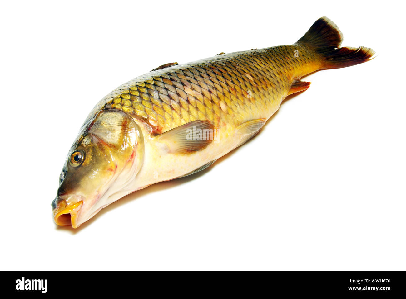 carp isolated on white background Stock Photo - Alamy
