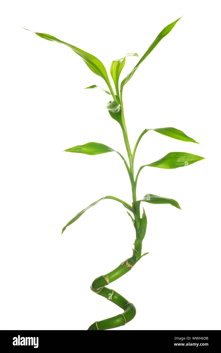 Bamboo isolated on a white background Stock Photo - Alamy