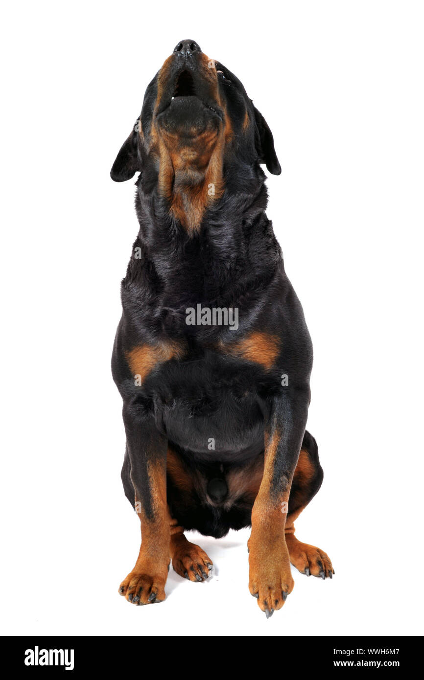 Rottweiler dog barking hi-res stock photography and images - Alamy