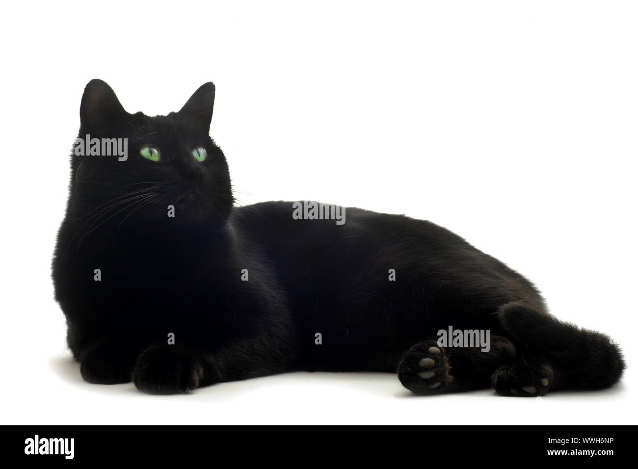 beautiful black cat in front of white background Stock Photo - Alamy