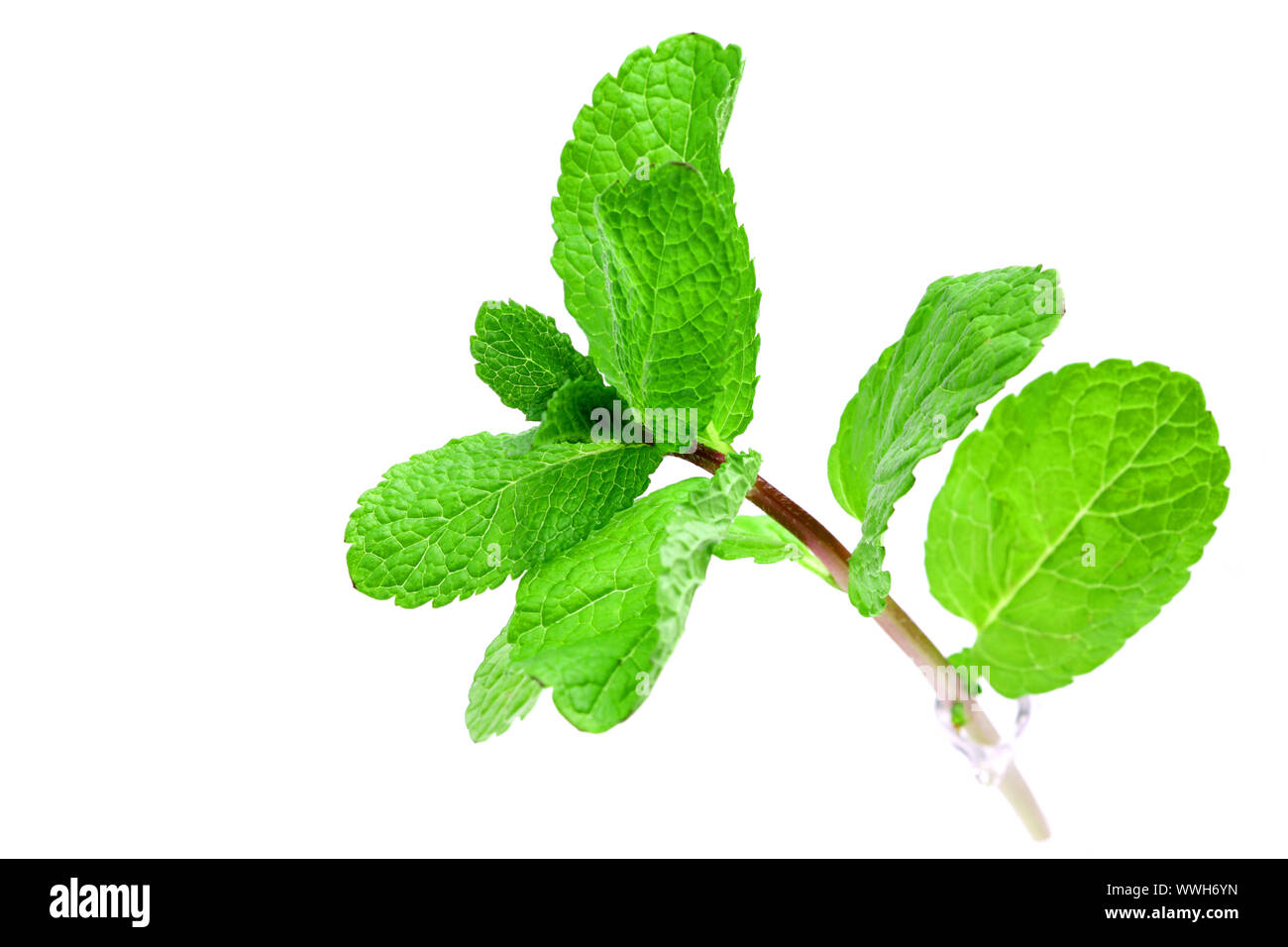 mint isolated on white background Stock Photo - Alamy