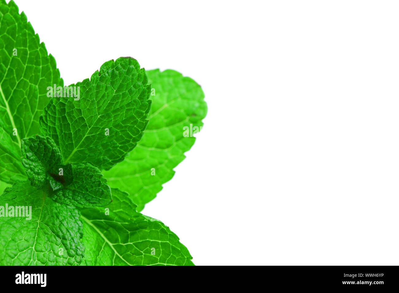 mint isolated on white background Stock Photo - Alamy