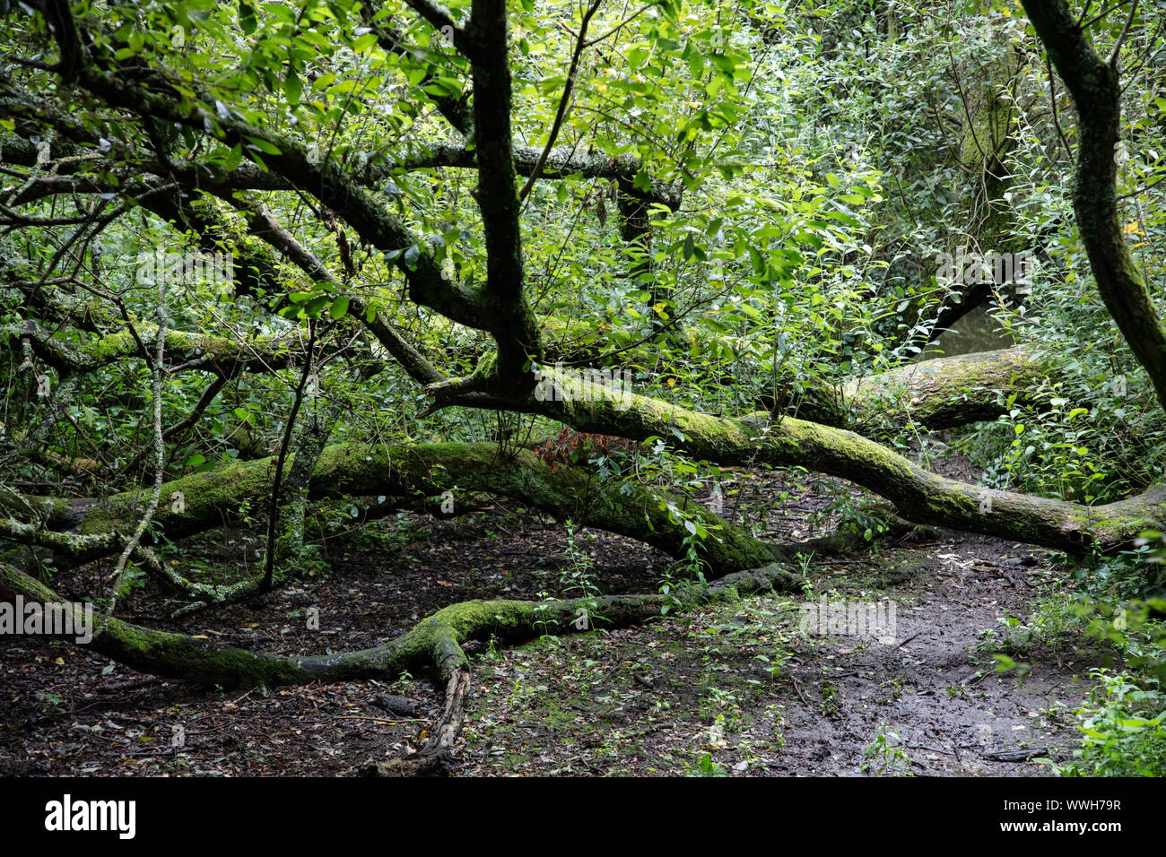 Twisted, Weathered, Moss covered trees on Ditchling Common, West Sussex ...