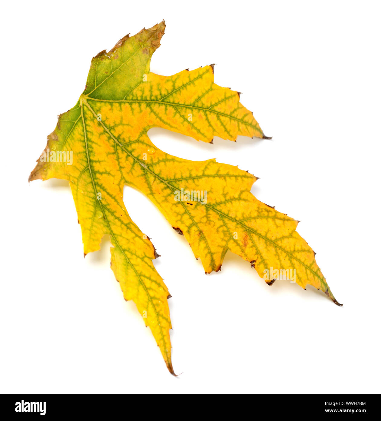 Autumn leaf isolated on white background Stock Photo - Alamy