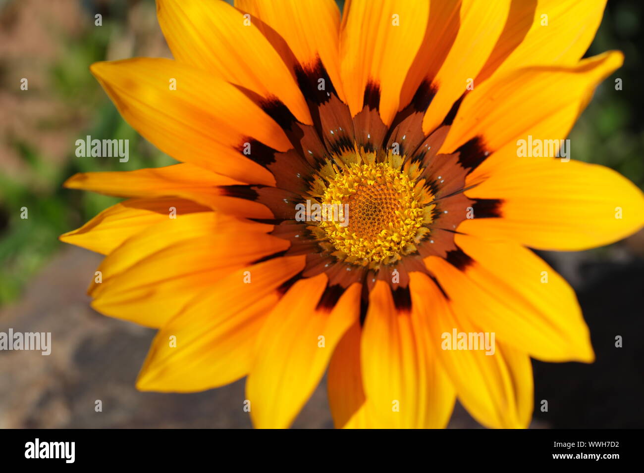 flower macro closeup sharp flora Stock Photo - Alamy