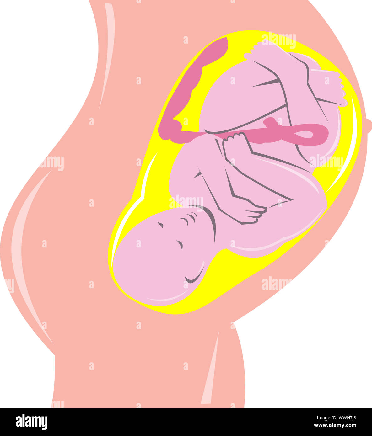 illustration on the development of the human fetus inside womb done in ...