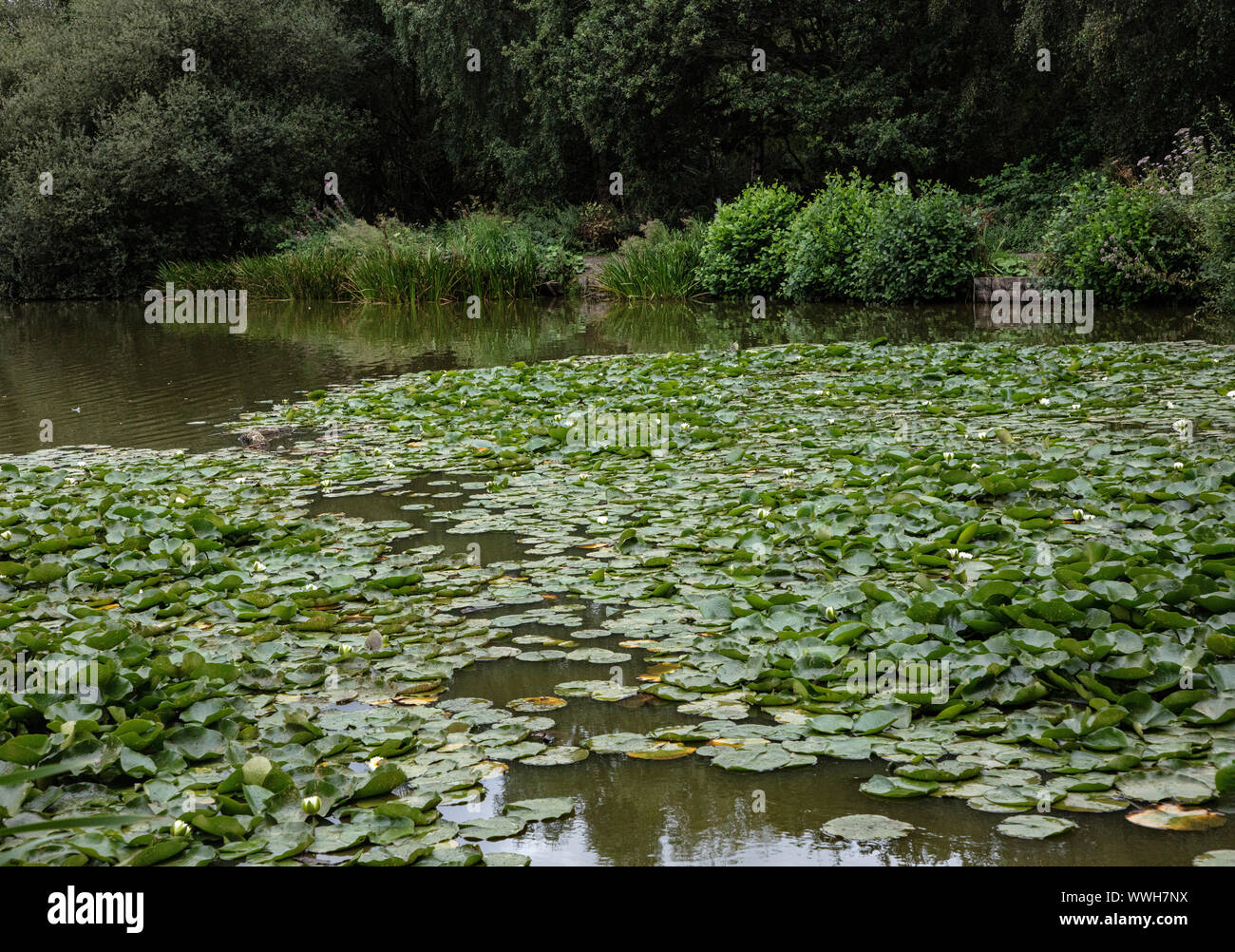 Ditchling common west sussex hi-res stock photography and images - Alamy