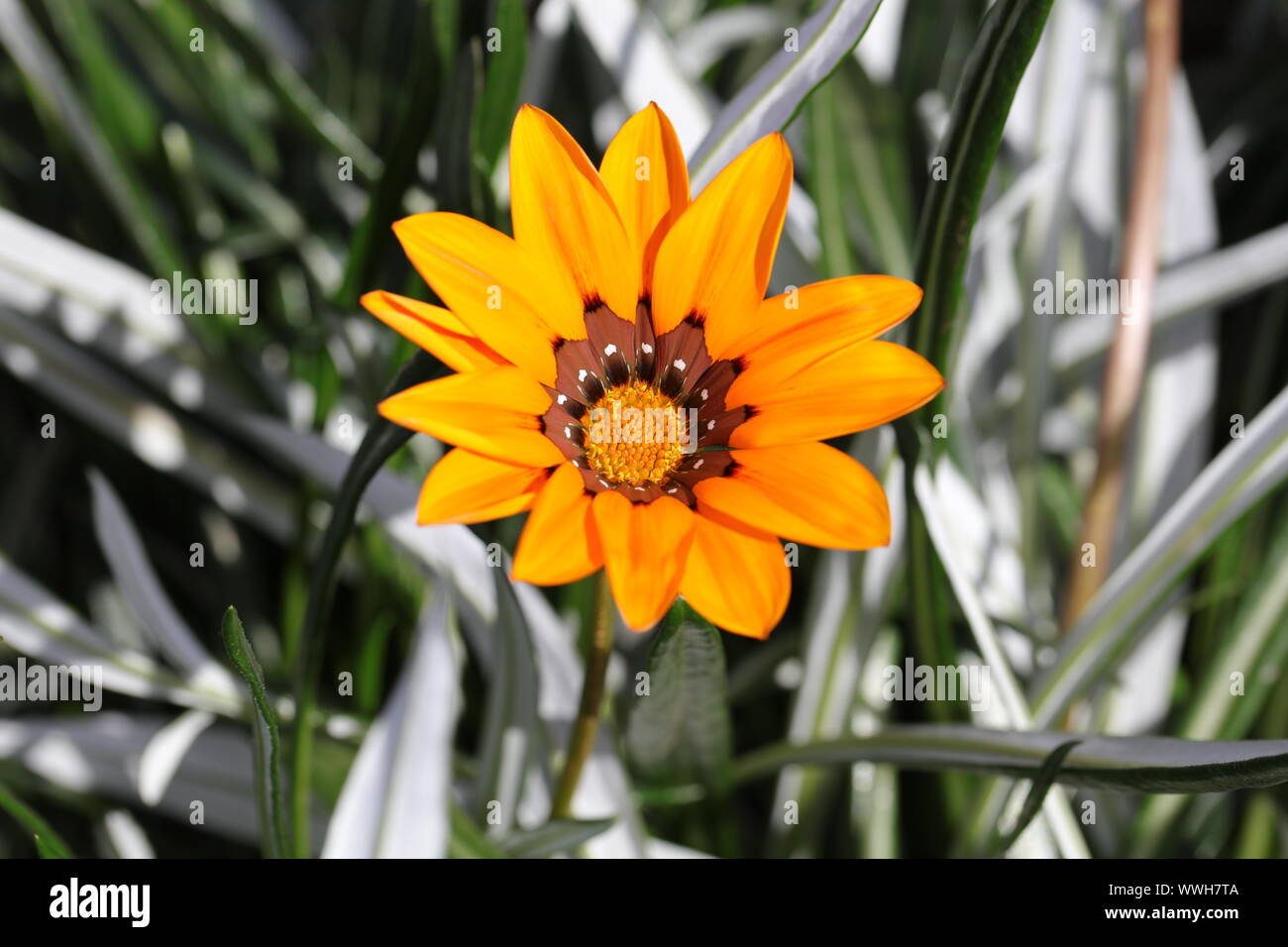 flower macro closeup sharp flora Stock Photo - Alamy