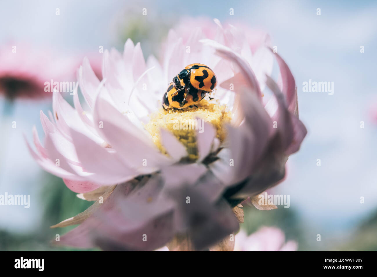 Little world hi-res stock photography and images - Alamy