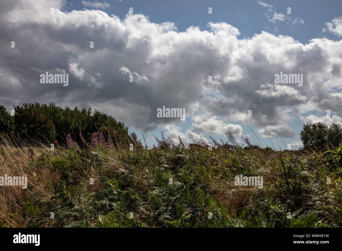 Ditchling common west sussex hi-res stock photography and images - Alamy
