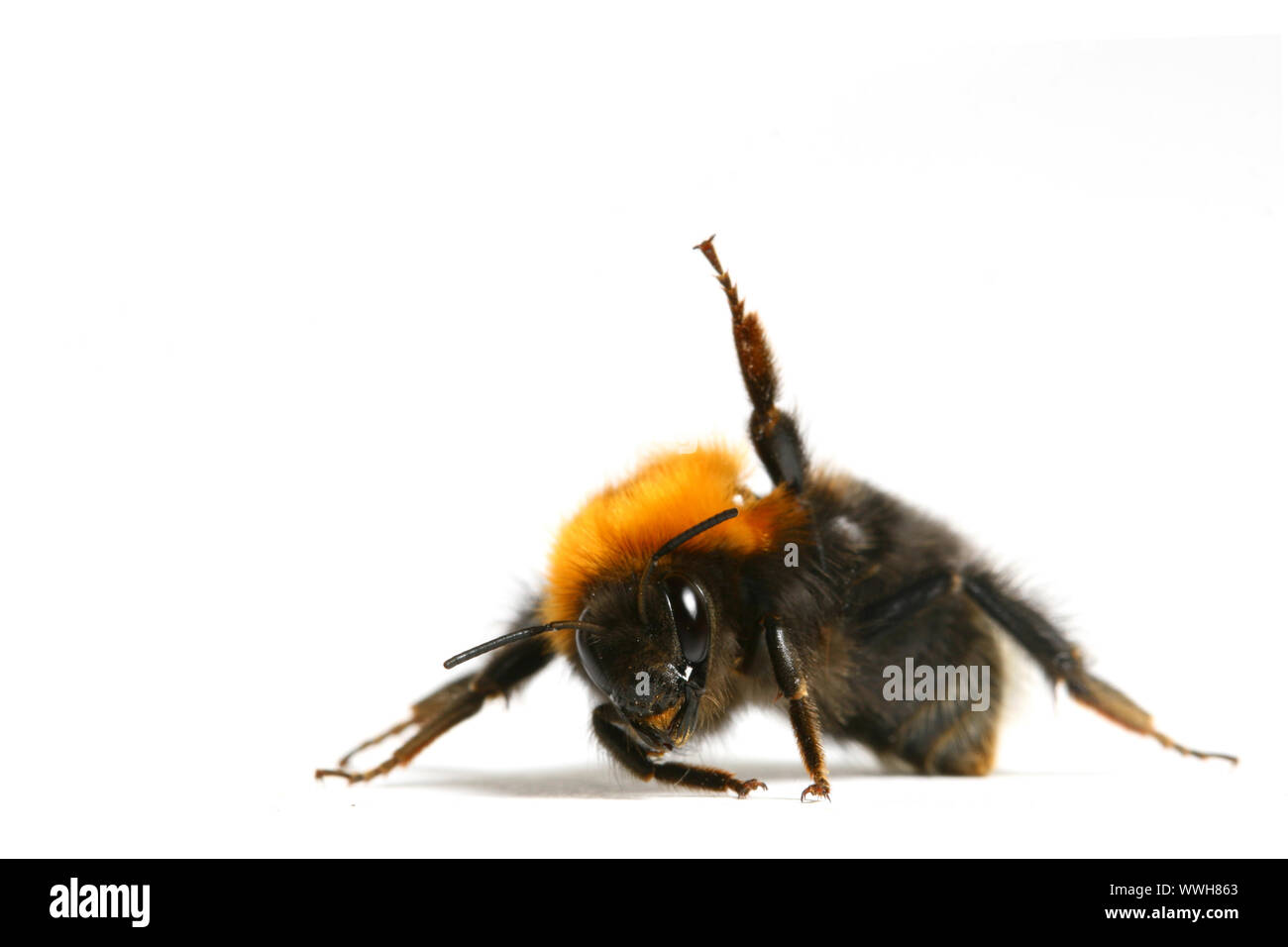 dance aerobic bumble bee isolated on white background Stock Photo - Alamy
