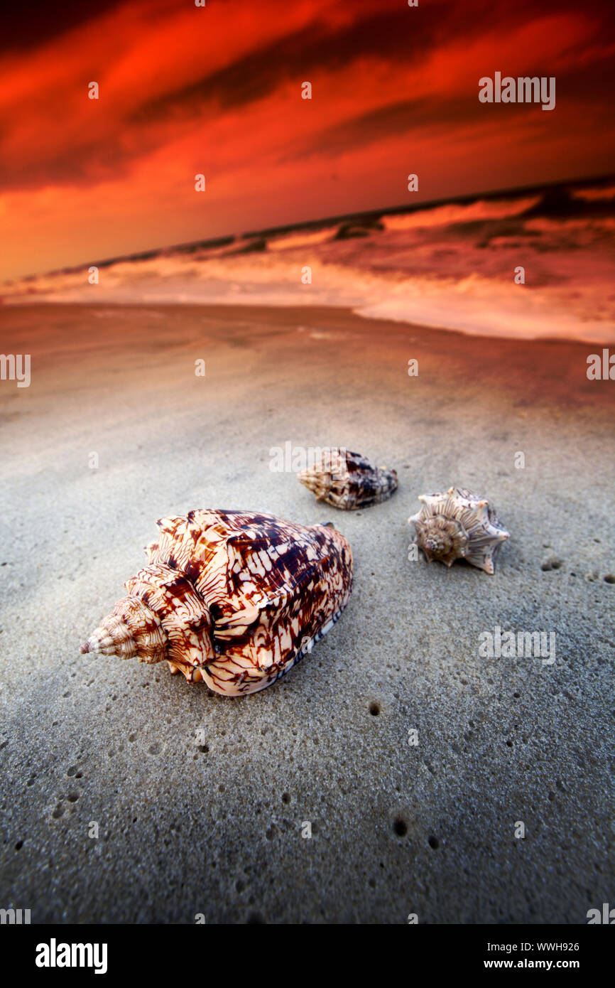 shell on sand under sunset sky Stock Photo - Alamy