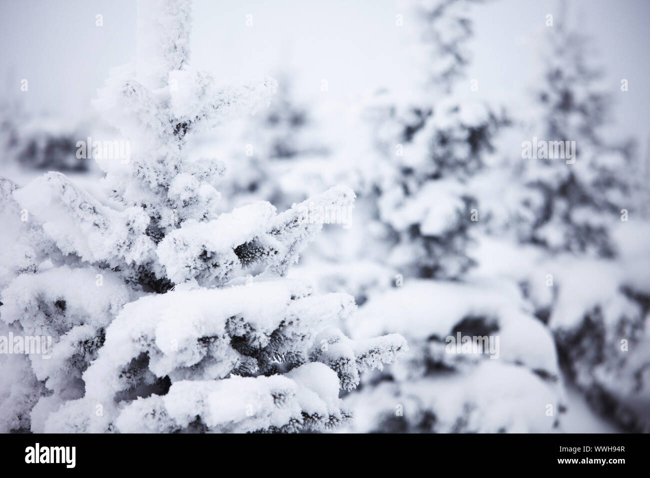 winter trees on snow white background Stock Photo - Alamy