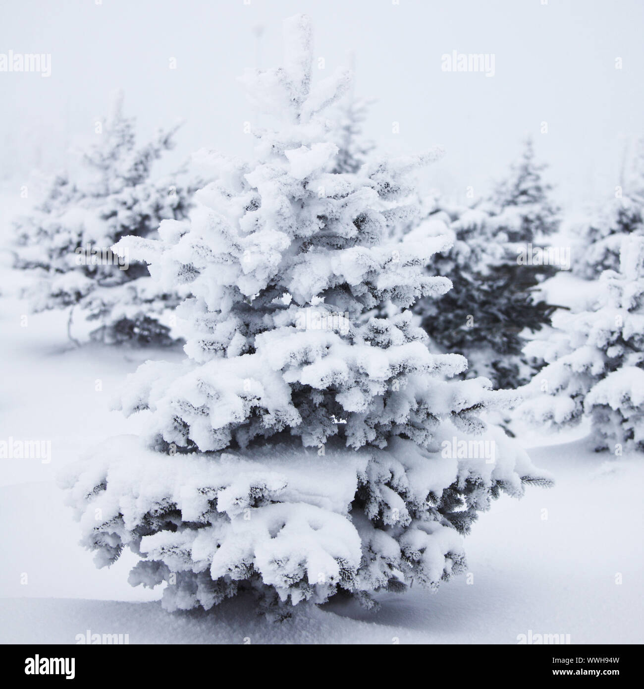 winter trees on snow white background Stock Photo - Alamy
