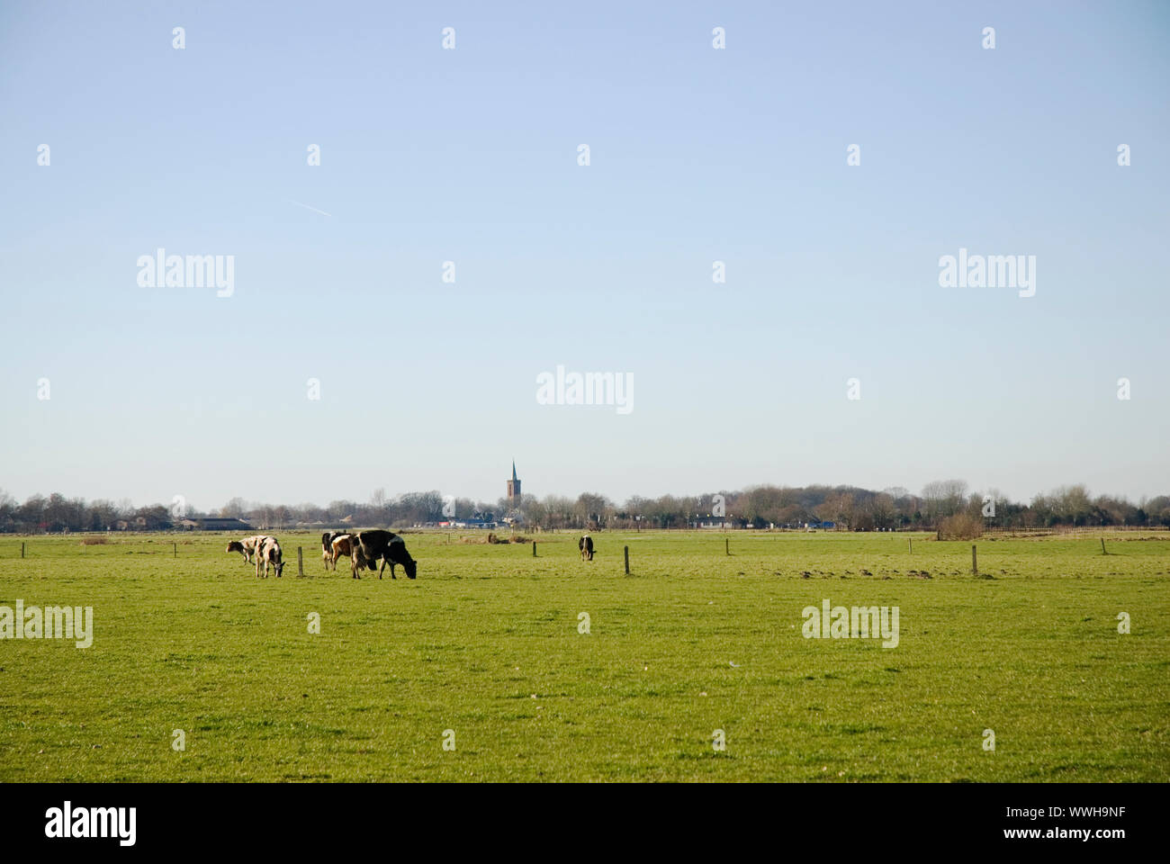 Dutch flat landscape with cows and farmland Stock Photo - Alamy