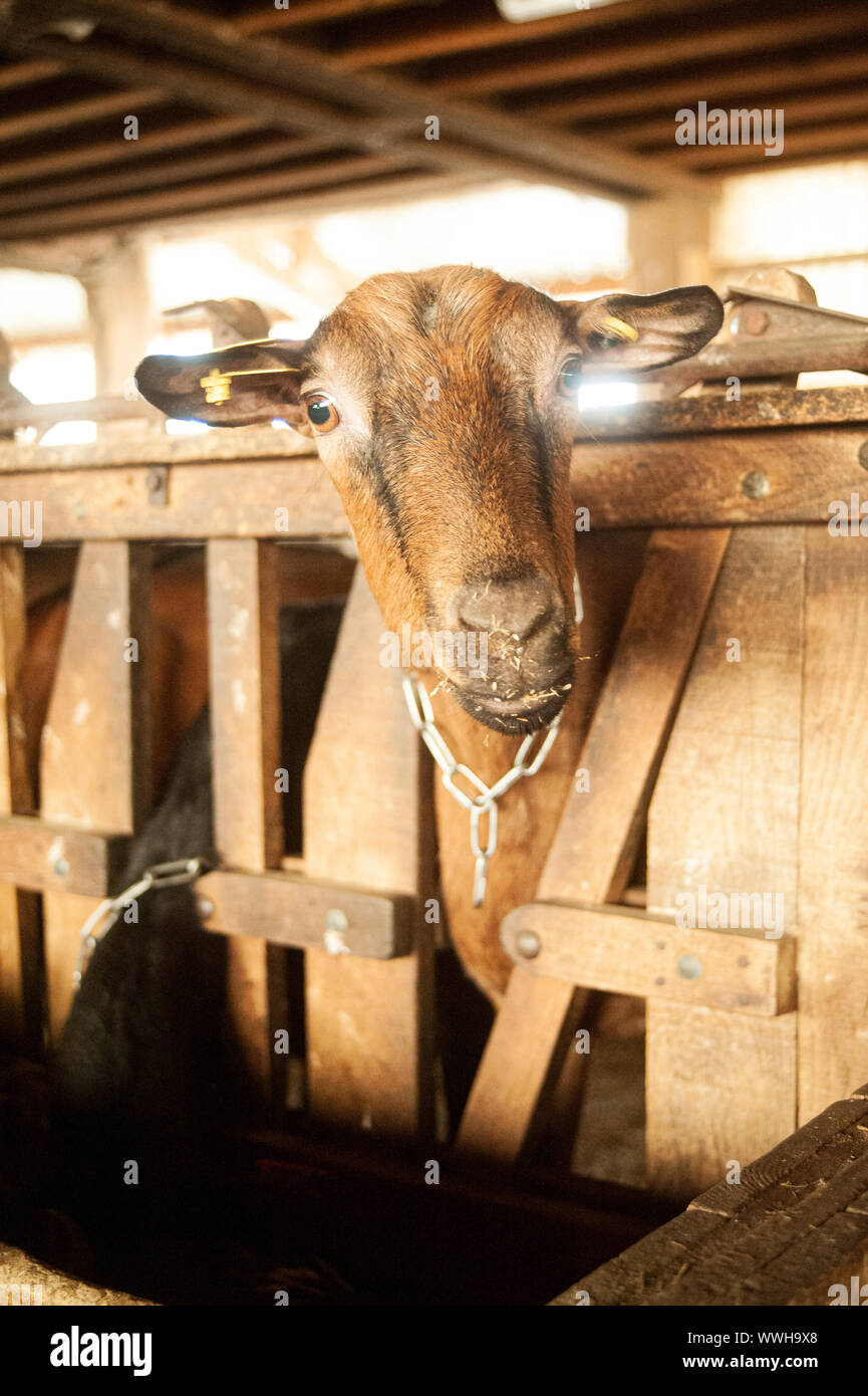 closeup of a brown goat watching the camera in stable Stock Photo - Alamy