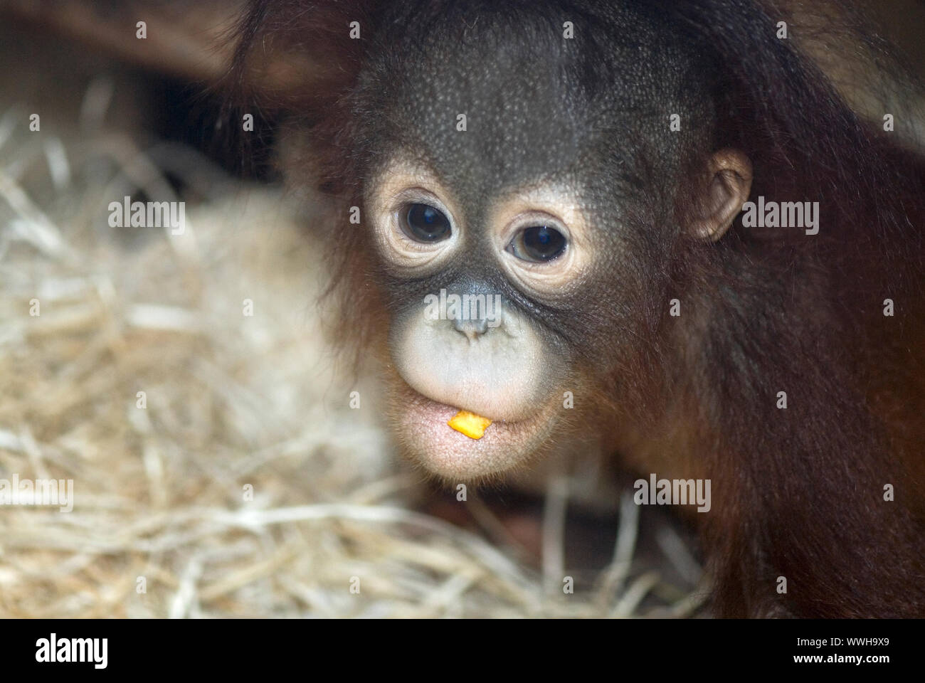 cute Little baby chimpanzee Stock Photo - Alamy