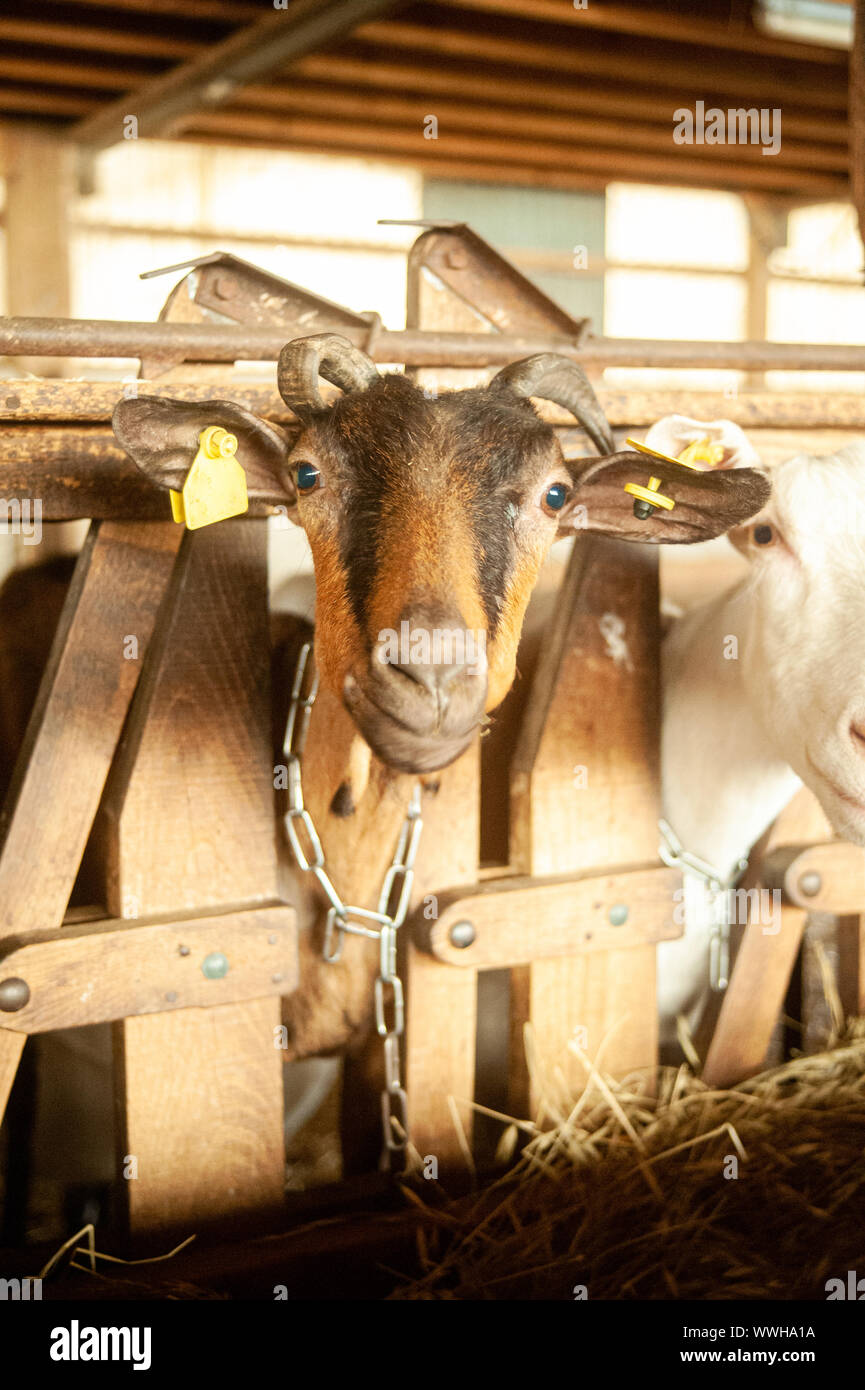Farming goat hi-res stock photography and images - Alamy