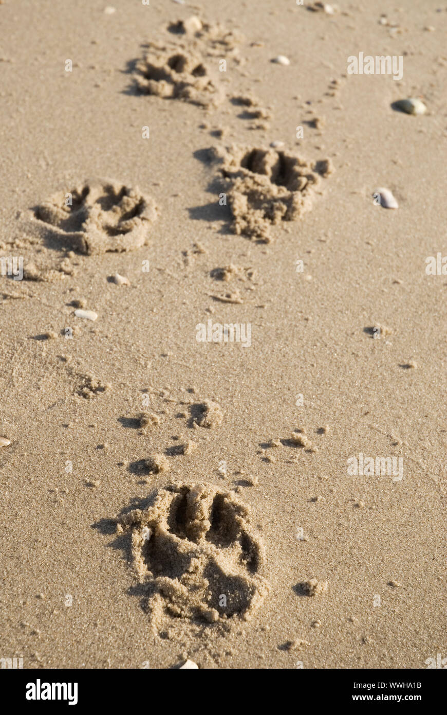 dogwalk at the beach Stock Photo - Alamy