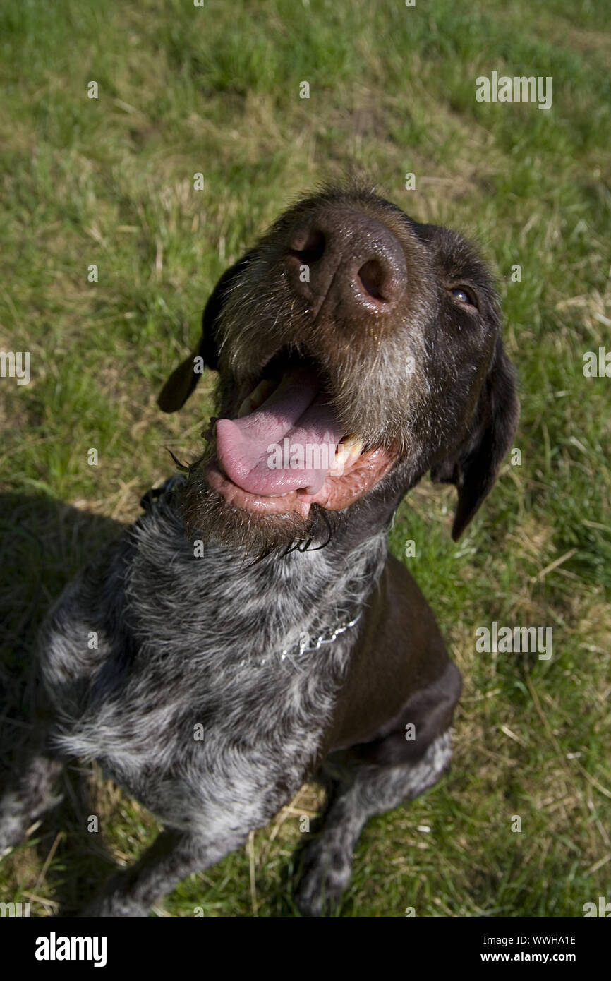 Wire hair hunting hi-res stock photography and images - Alamy