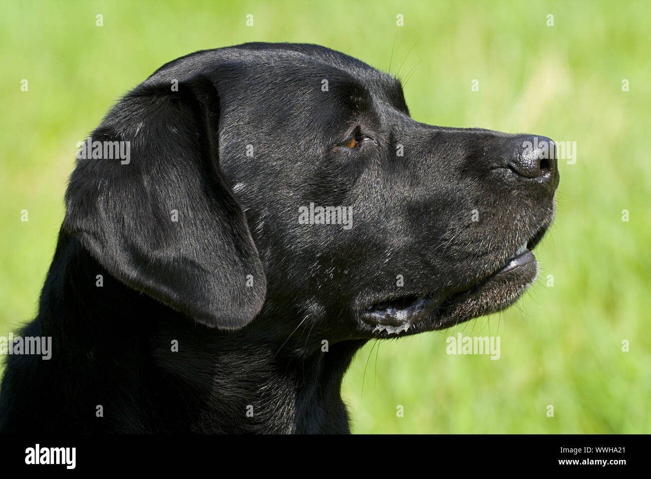 Black hunting dog hi-res stock photography and images - Alamy