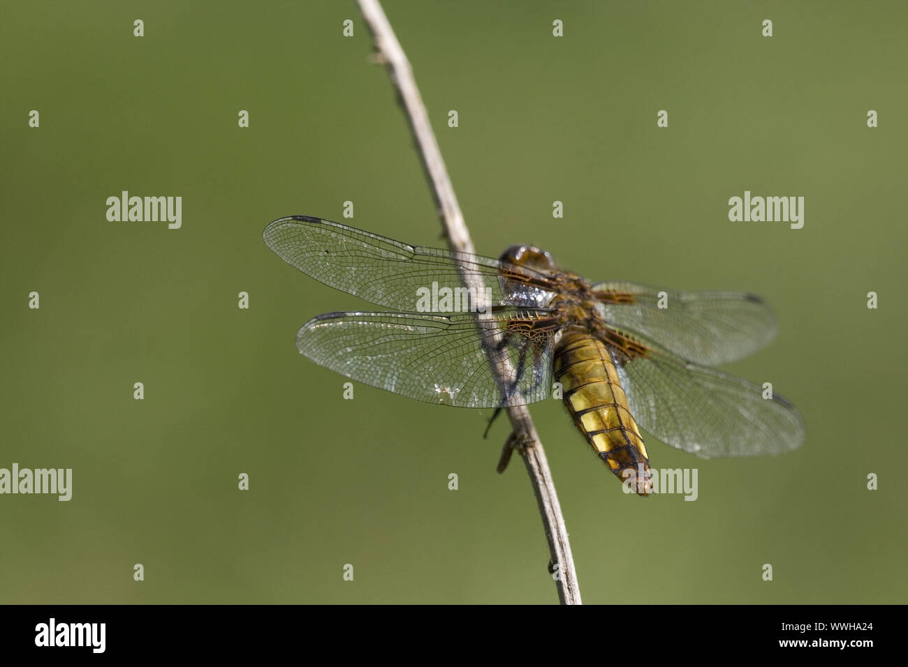 Female flat-bellied dragonfly Stock Photo - Alamy