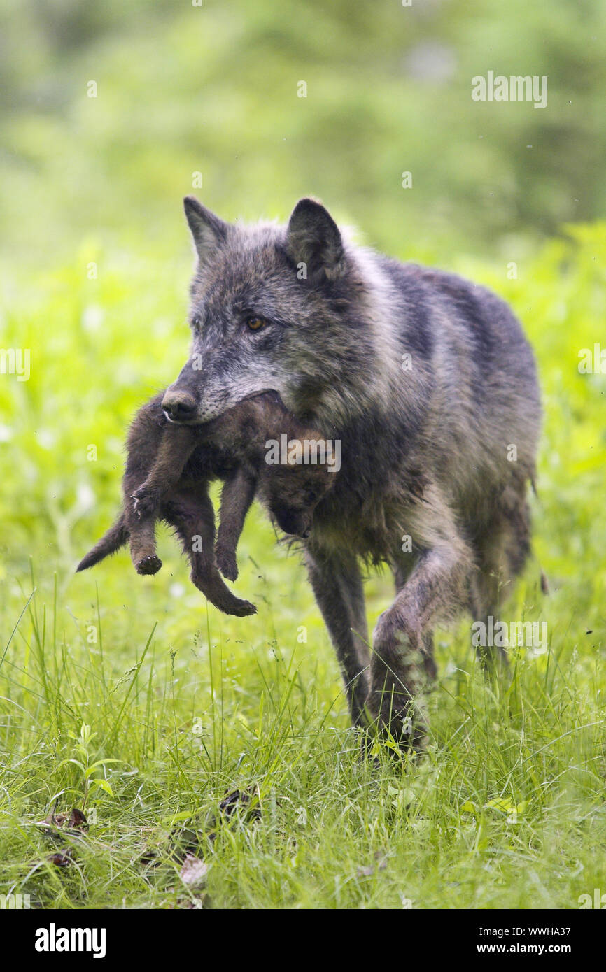 Cute Timber Wolf Pups