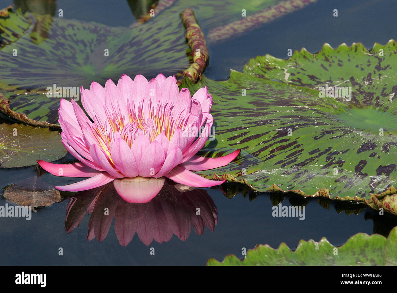 Pink water lily Stock Photo - Alamy