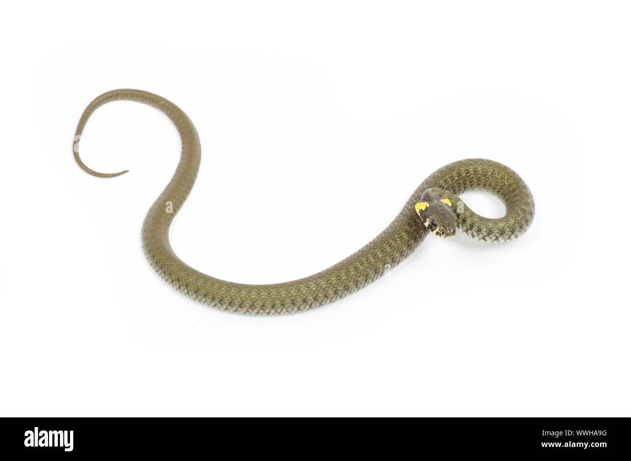 snake isolated on white background Stock Photo - Alamy